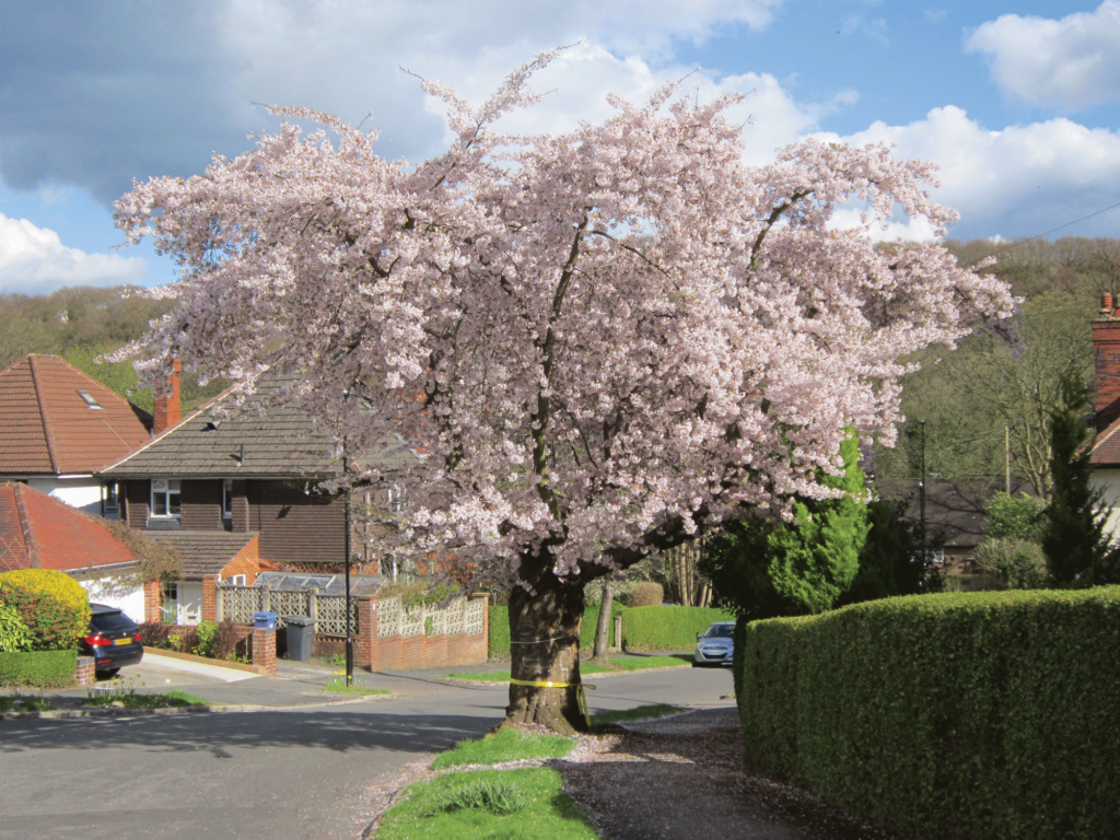 Who We Are - Sheffield Street Tree Partnership